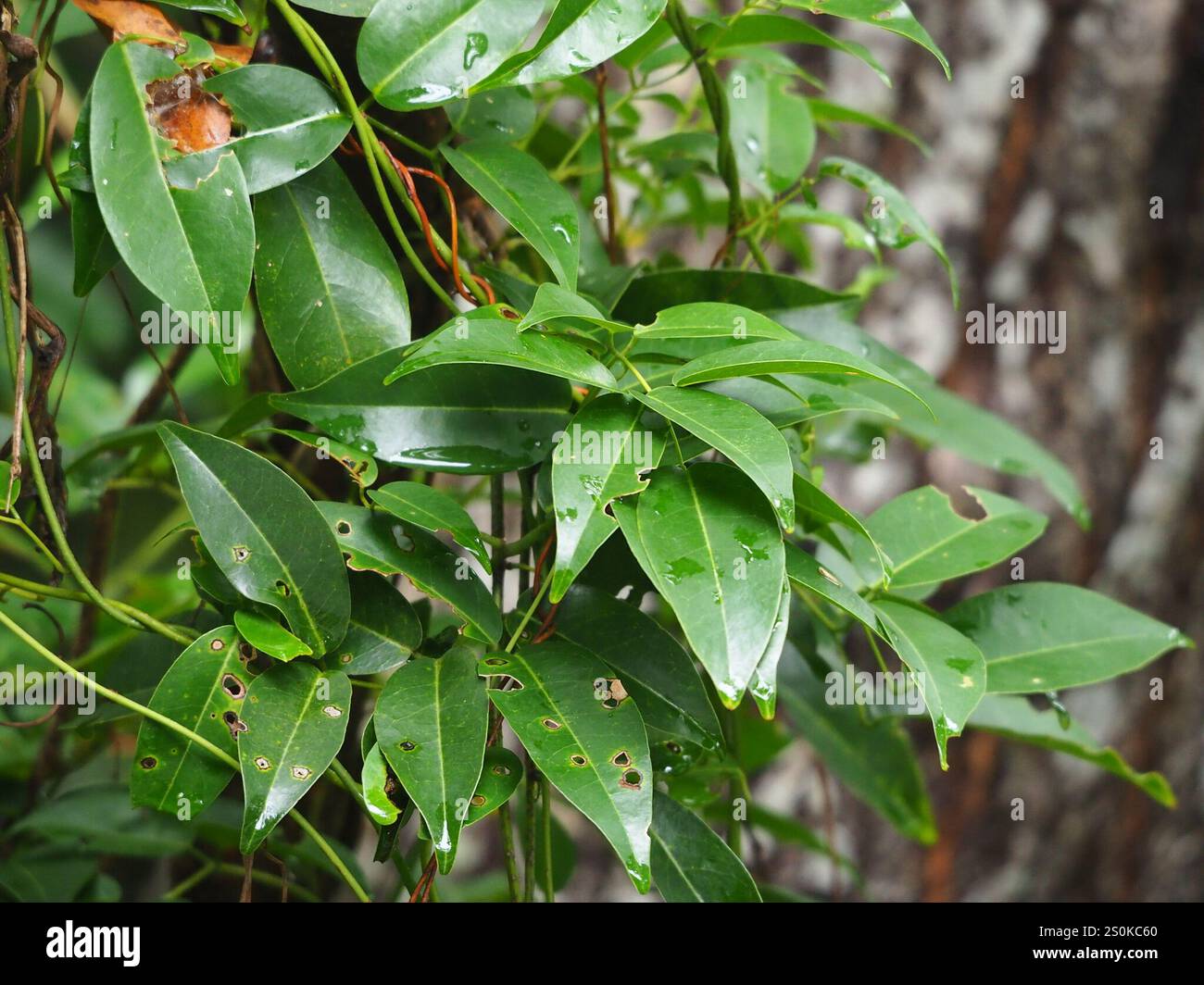 Common Derris (Derris trifoliata Stock Photo - Alamy