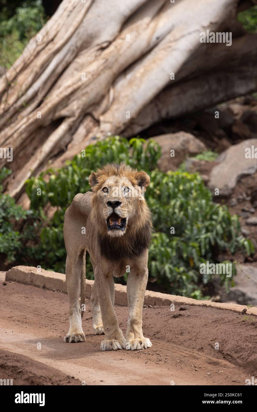 Male Lion standing along the dirt road at Lake Manyara National Park in ...