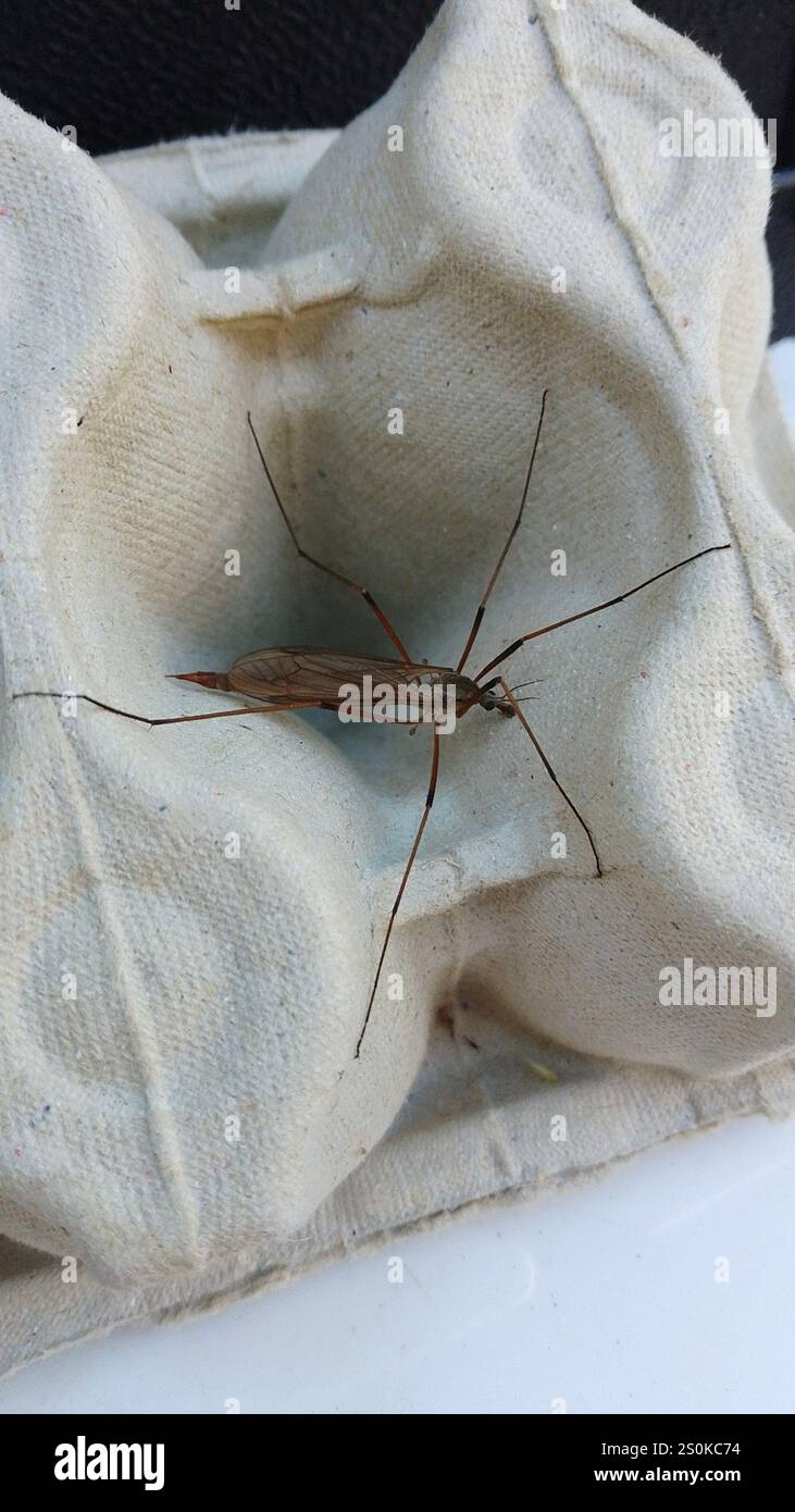 European Crane Fly (Tipula paludosa Stock Photo - Alamy