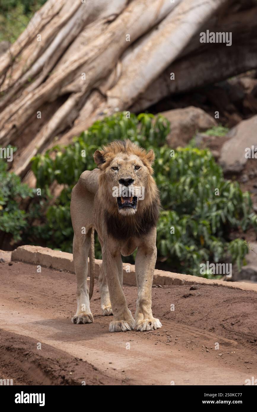 Male Lion standing along the dirt road at Lake Manyara National Park in ...
