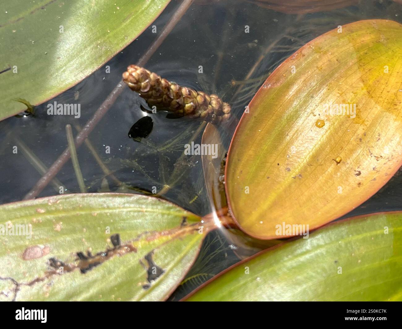 Longleaf Pondweed (Potamogeton nodosus Stock Photo - Alamy