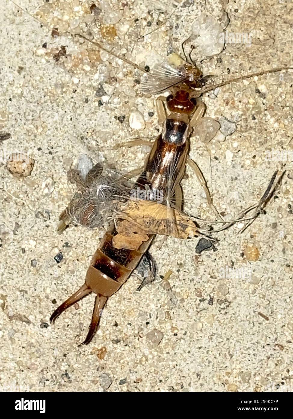 Shore Earwig (Labidura riparia Stock Photo - Alamy