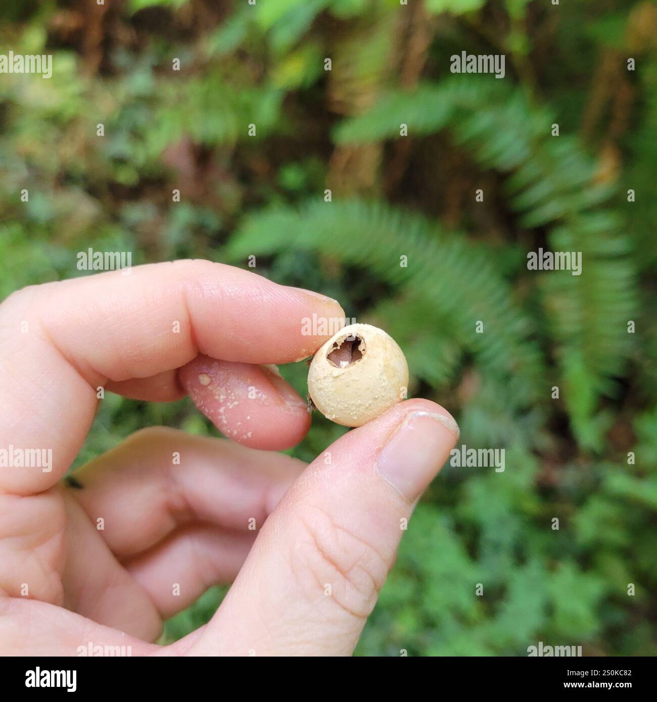 Veiled Polypore (Cryptoporus volvatus Stock Photo - Alamy
