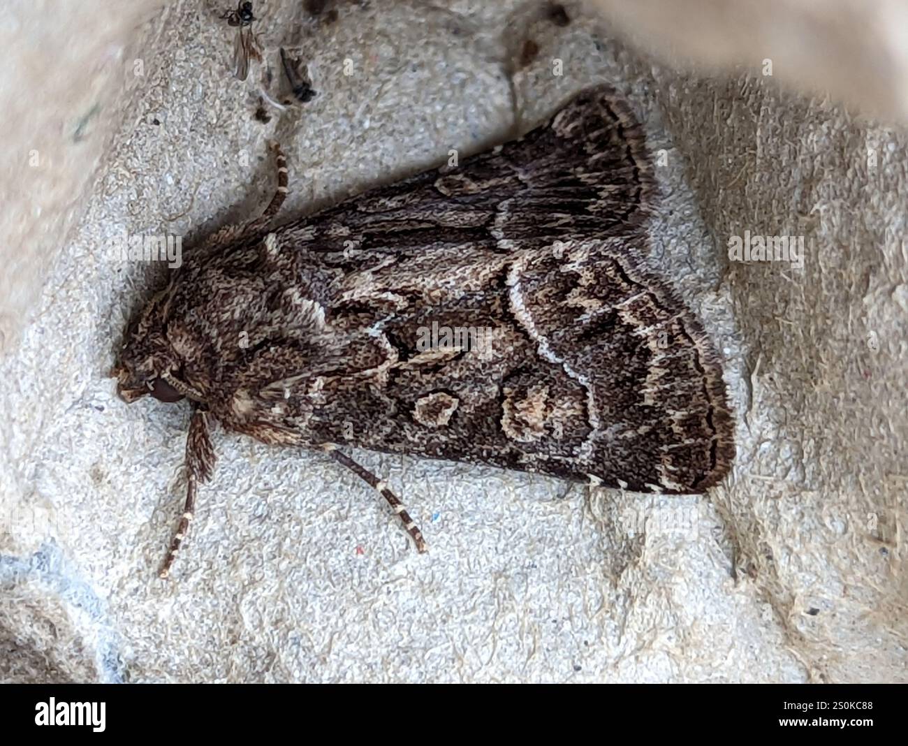 Straw Underwing (Thalpophila matura Stock Photo - Alamy