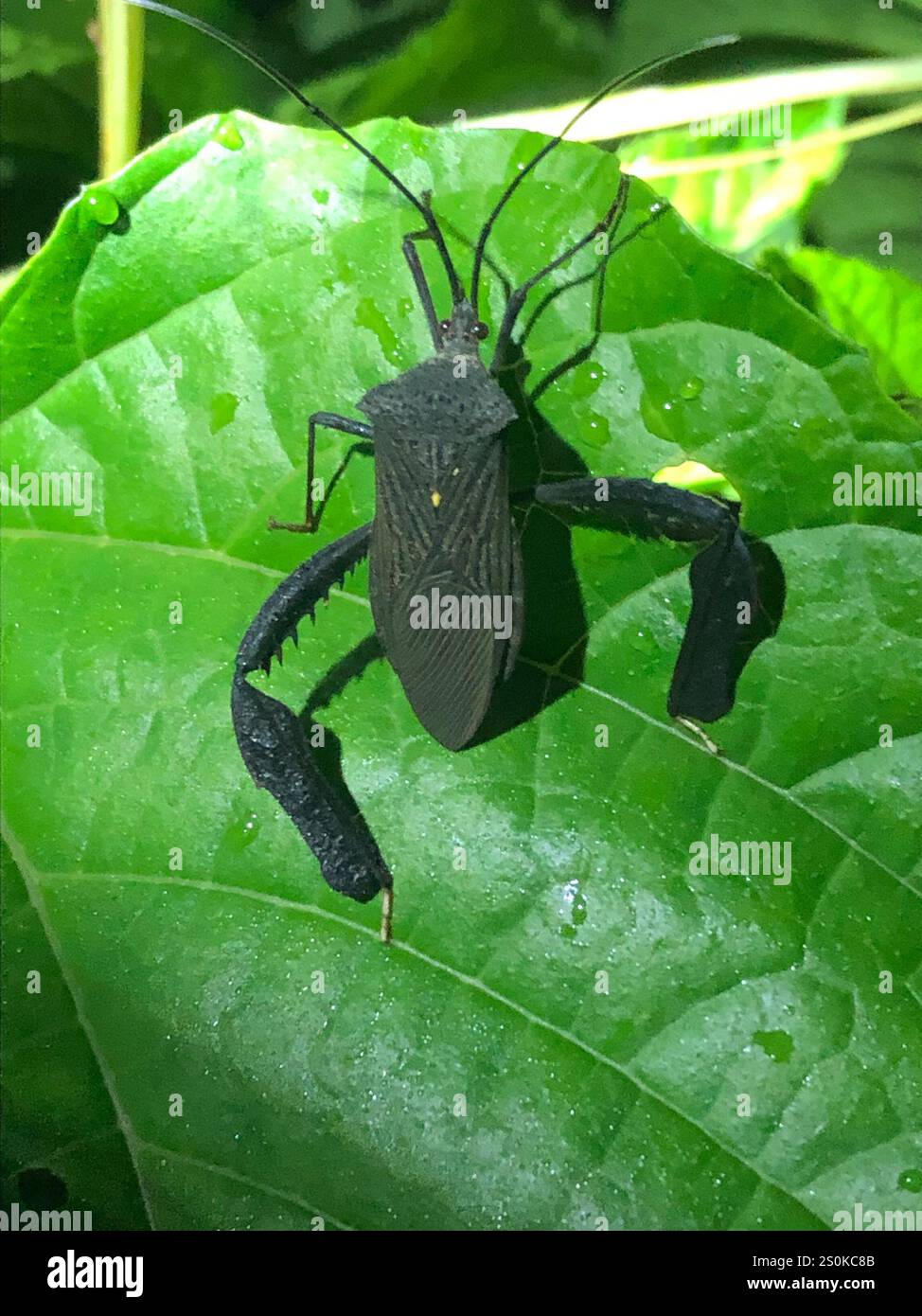 Spine-headed Bugs (Acanthocephala Stock Photo - Alamy