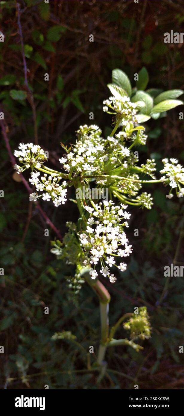 Broad leaved spignel hi-res stock photography and images - Alamy