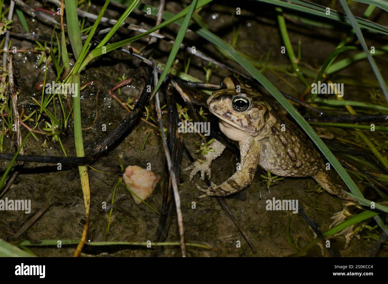 Sand Toad (Vandijkophrynus angusticeps Stock Photo - Alamy