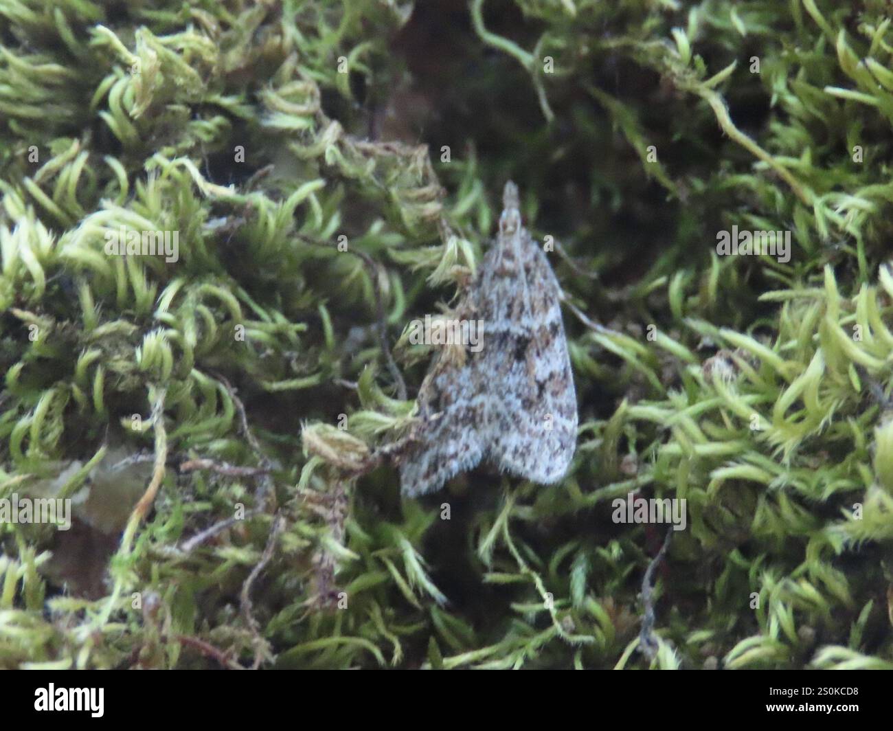 Double-striped Scoparia Moth (Scoparia biplagialis Stock Photo - Alamy