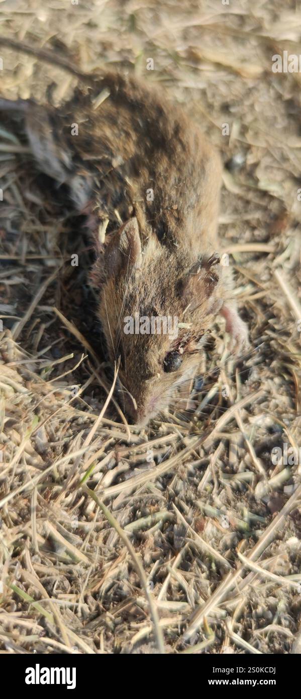 Old World Mice and Rats (Muridae Stock Photo - Alamy