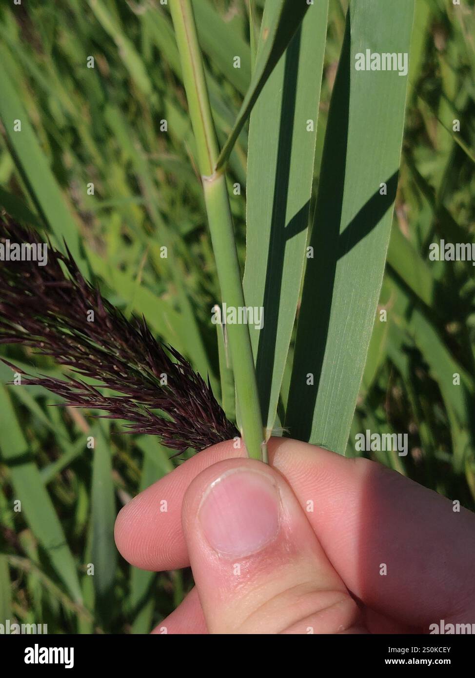 European reed (Phragmites australis australis Stock Photo - Alamy
