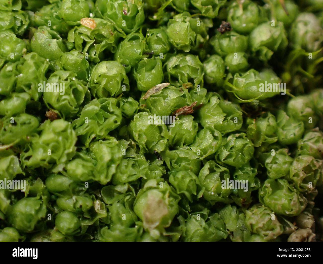 Alpine Jagged Notchwort (Schistochilopsis opacifolia Stock Photo - Alamy