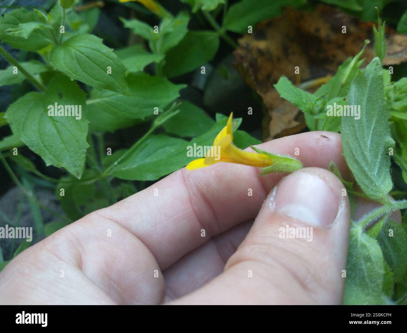 wing-leaf monkeyflower (Erythranthe ptilota Stock Photo - Alamy