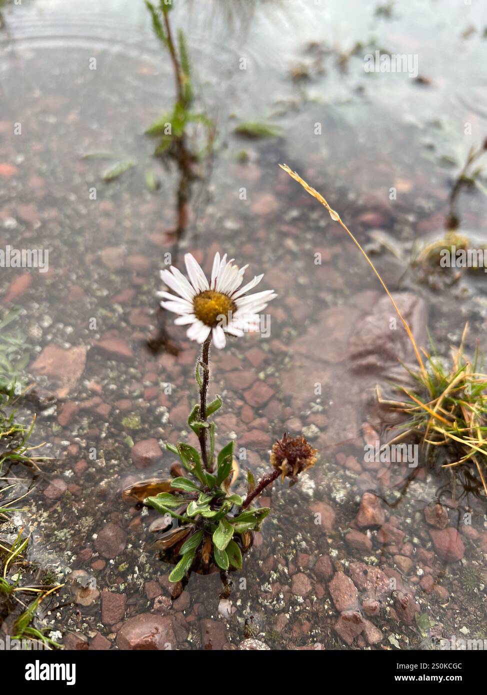 Subalpine Fleabane (Erigeron glacialis Stock Photo - Alamy