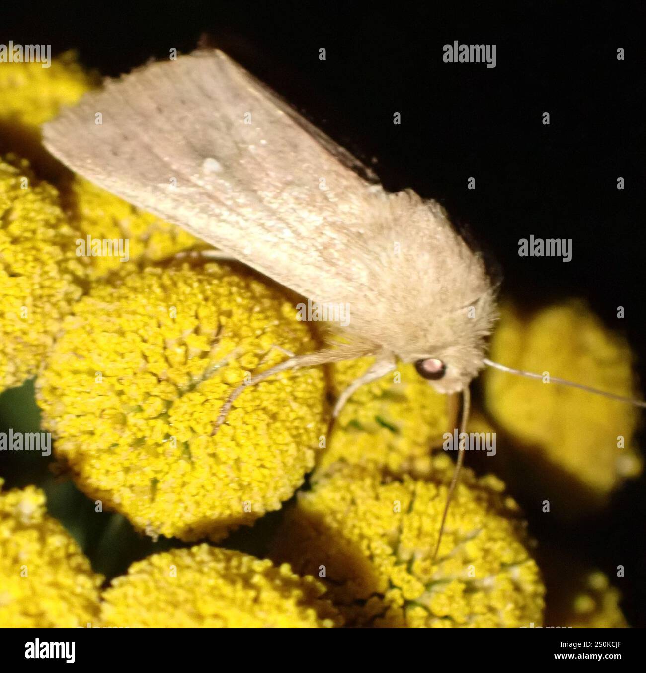 The Clay (Mythimna ferrago Stock Photo - Alamy