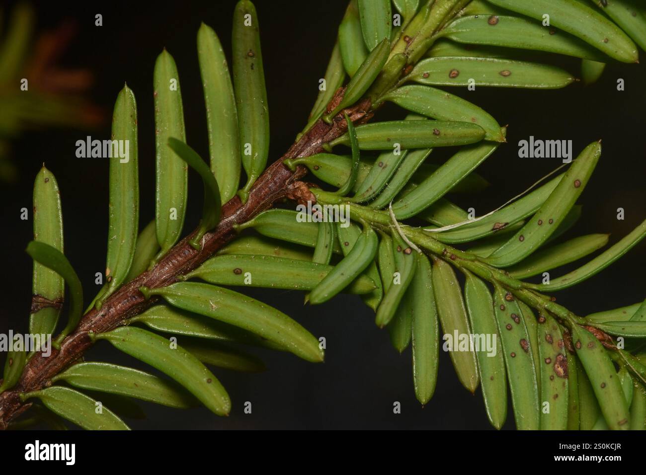 Pacific yew (Taxus brevifolia Stock Photo - Alamy