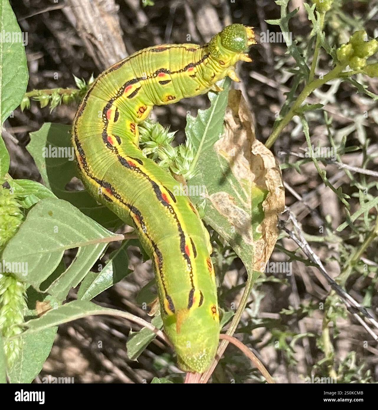Sphinx Moths (Sphingidae Stock Photo - Alamy