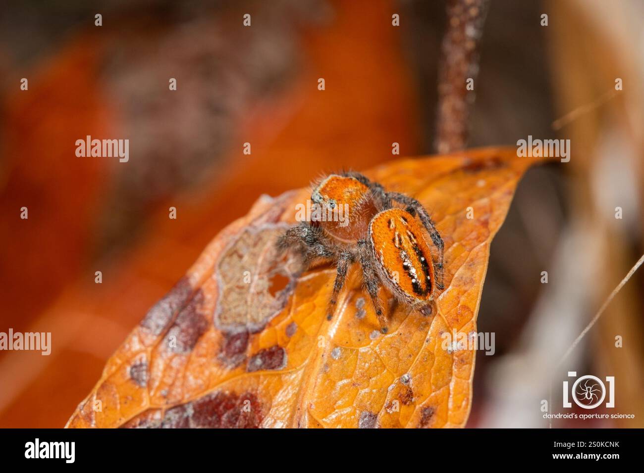 Cardinal Jumping Spider (Phidippus cardinalis Stock Photo - Alamy