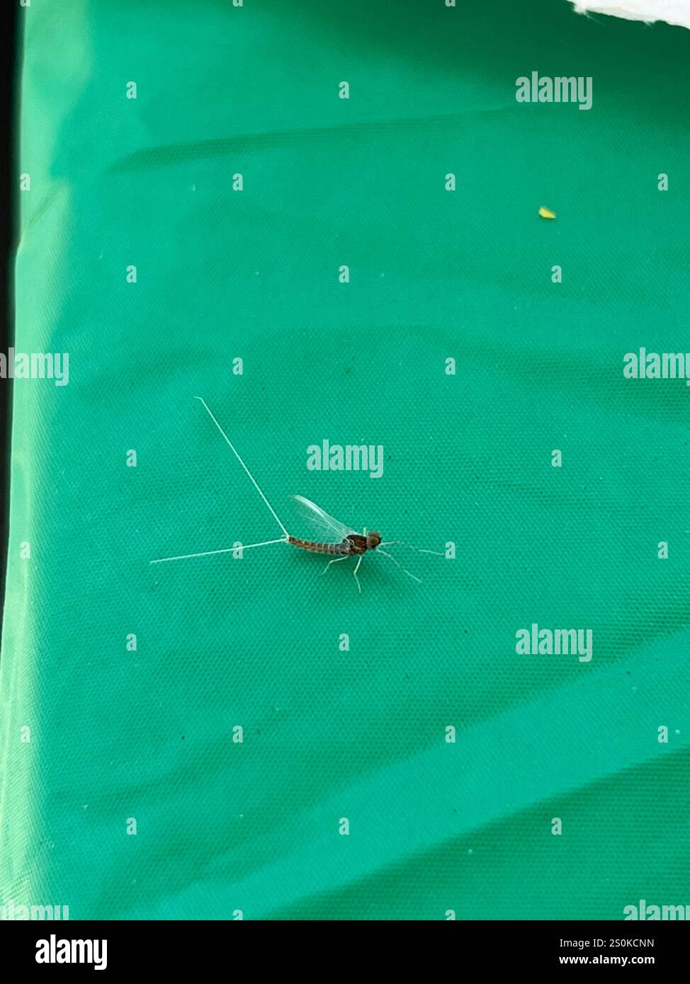 Small Mayflies (Baetidae Stock Photo - Alamy