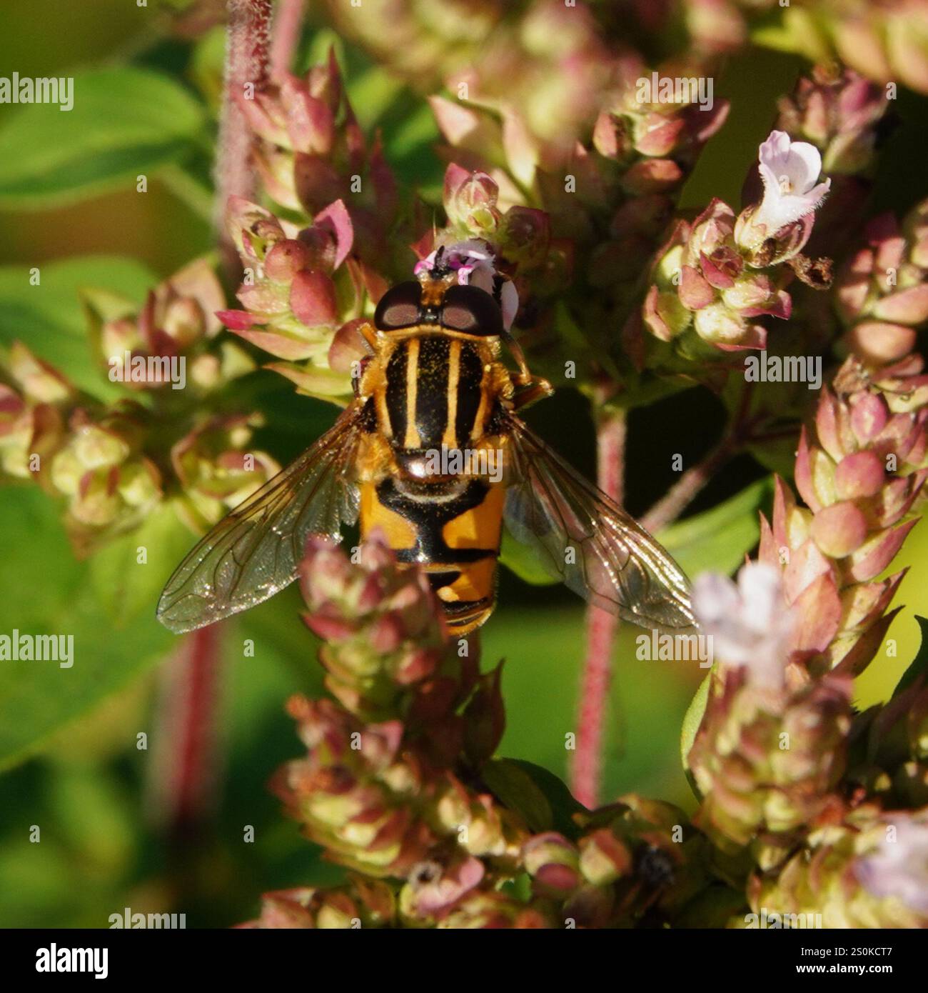 Sun Fly (Helophilus pendulus Stock Photo - Alamy