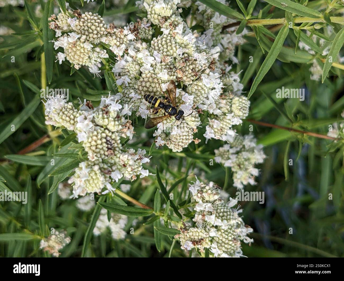 Square-headed Wasps, Sand Wasps, and Allies (Crabronidae Stock Photo ...
