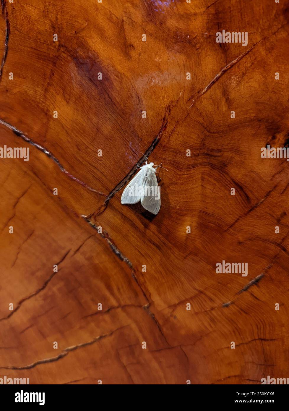 Water Ermine (Spilosoma urticae Stock Photo - Alamy