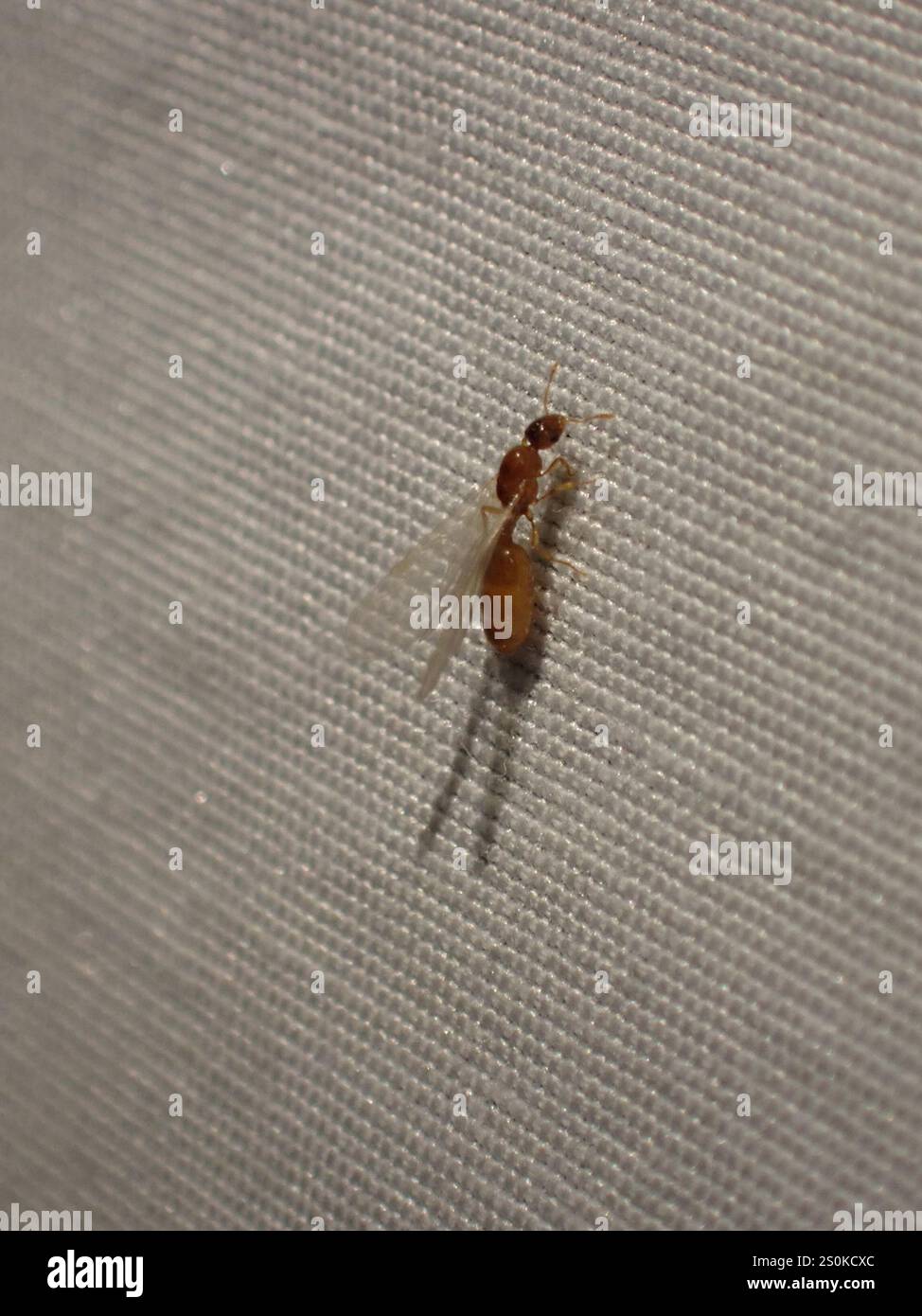 Common American Thief Ant (Solenopsis molesta Stock Photo - Alamy