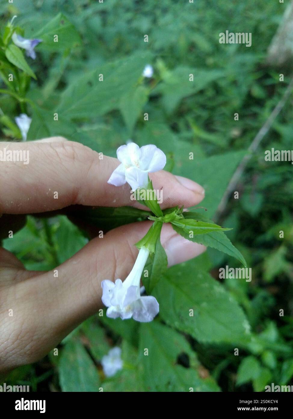 sharpwing monkeyflower (Mimulus alatus Stock Photo - Alamy