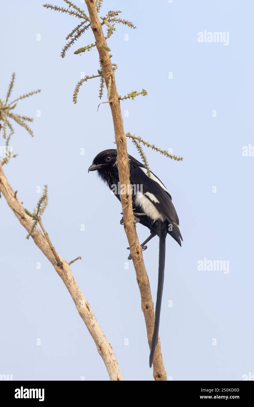 Magpie shrike (Lanius melanoleucus) also called African long-tailed ...