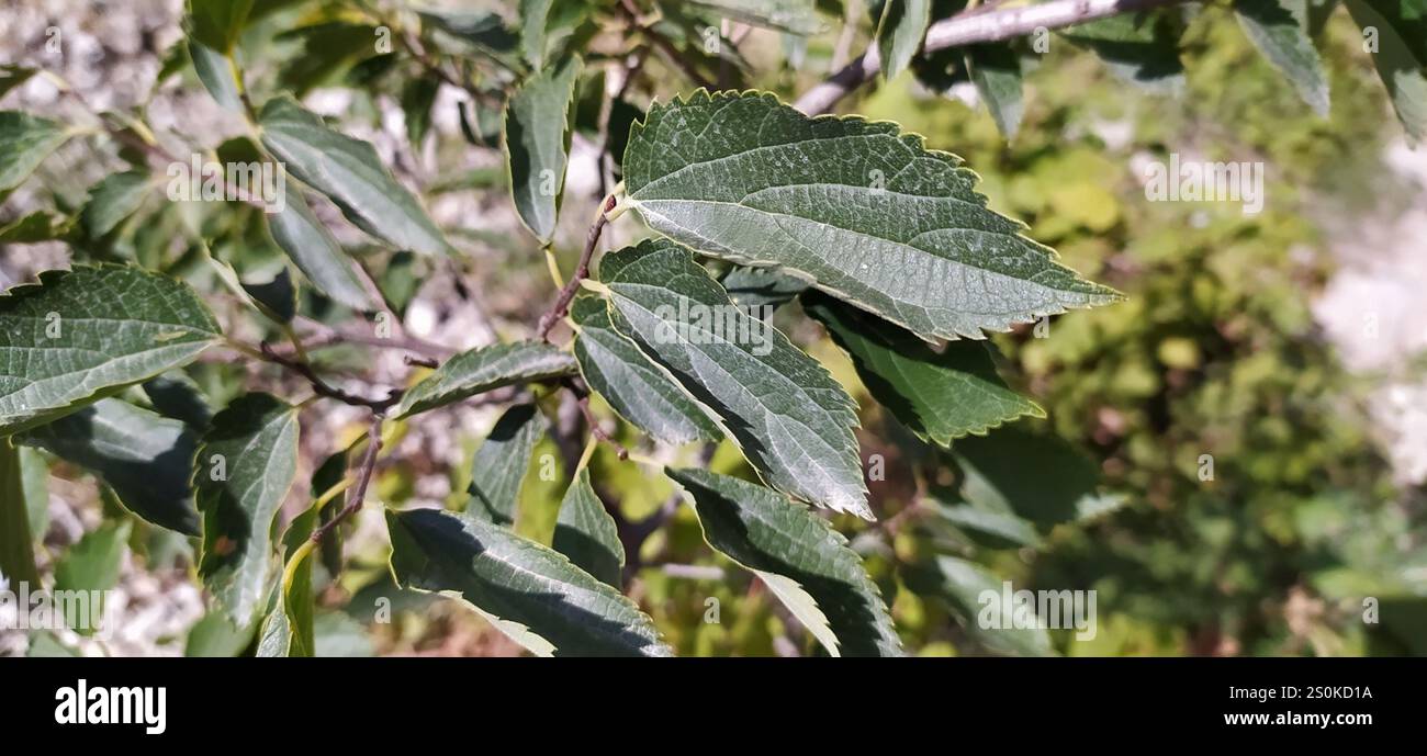 Nettle tree (Celtis australis Stock Photo - Alamy
