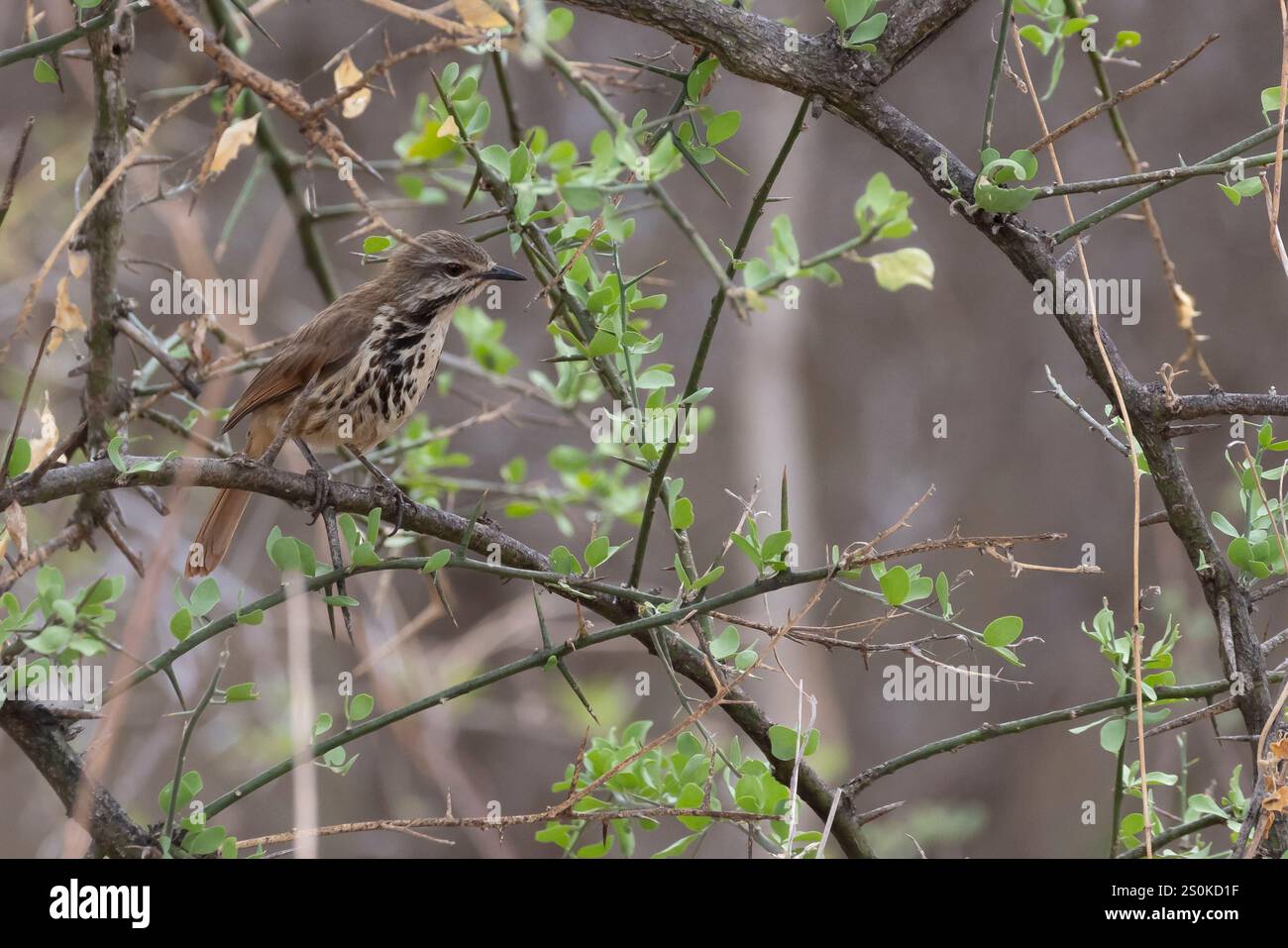Spotted palm thrush (Cichladusa guttata) also known as spotted morning ...