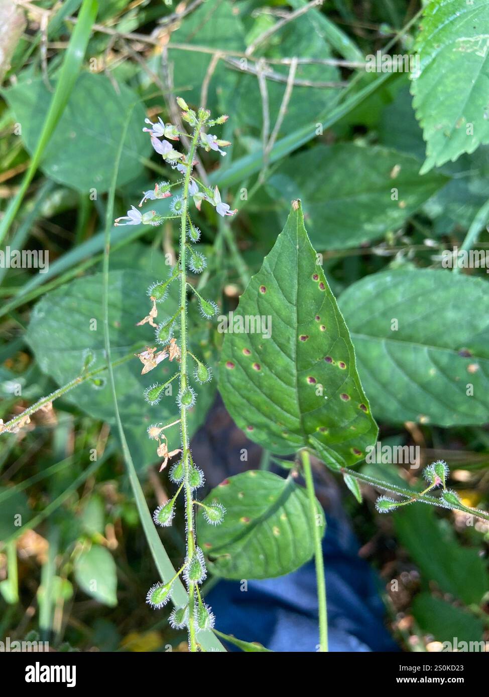 enchanter's-nightshade (Circaea lutetiana Stock Photo - Alamy