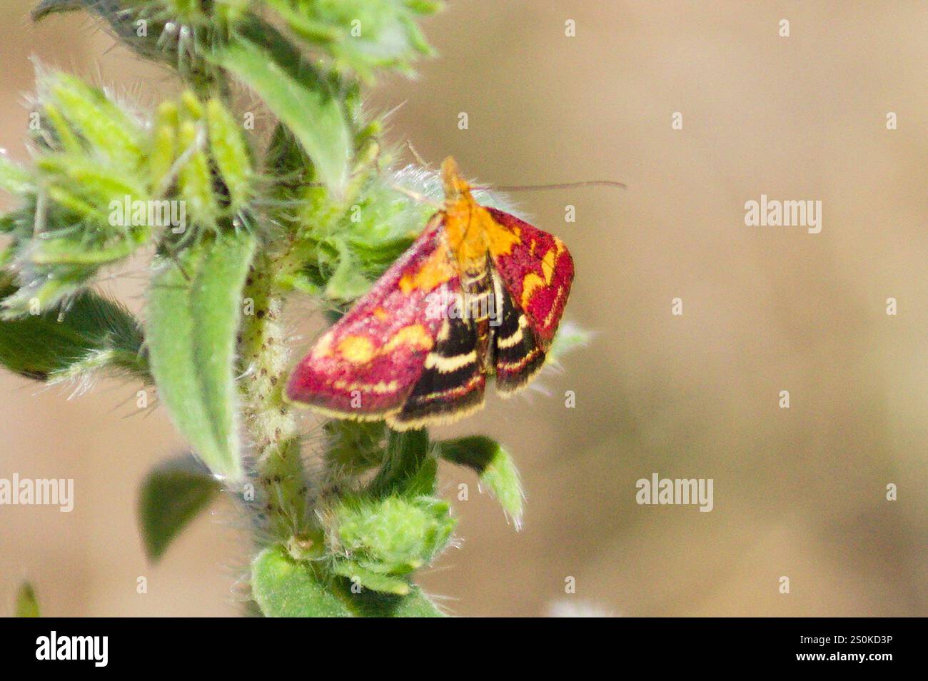 Common Crimson-and-gold Moth (Pyrausta purpuralis Stock Photo - Alamy