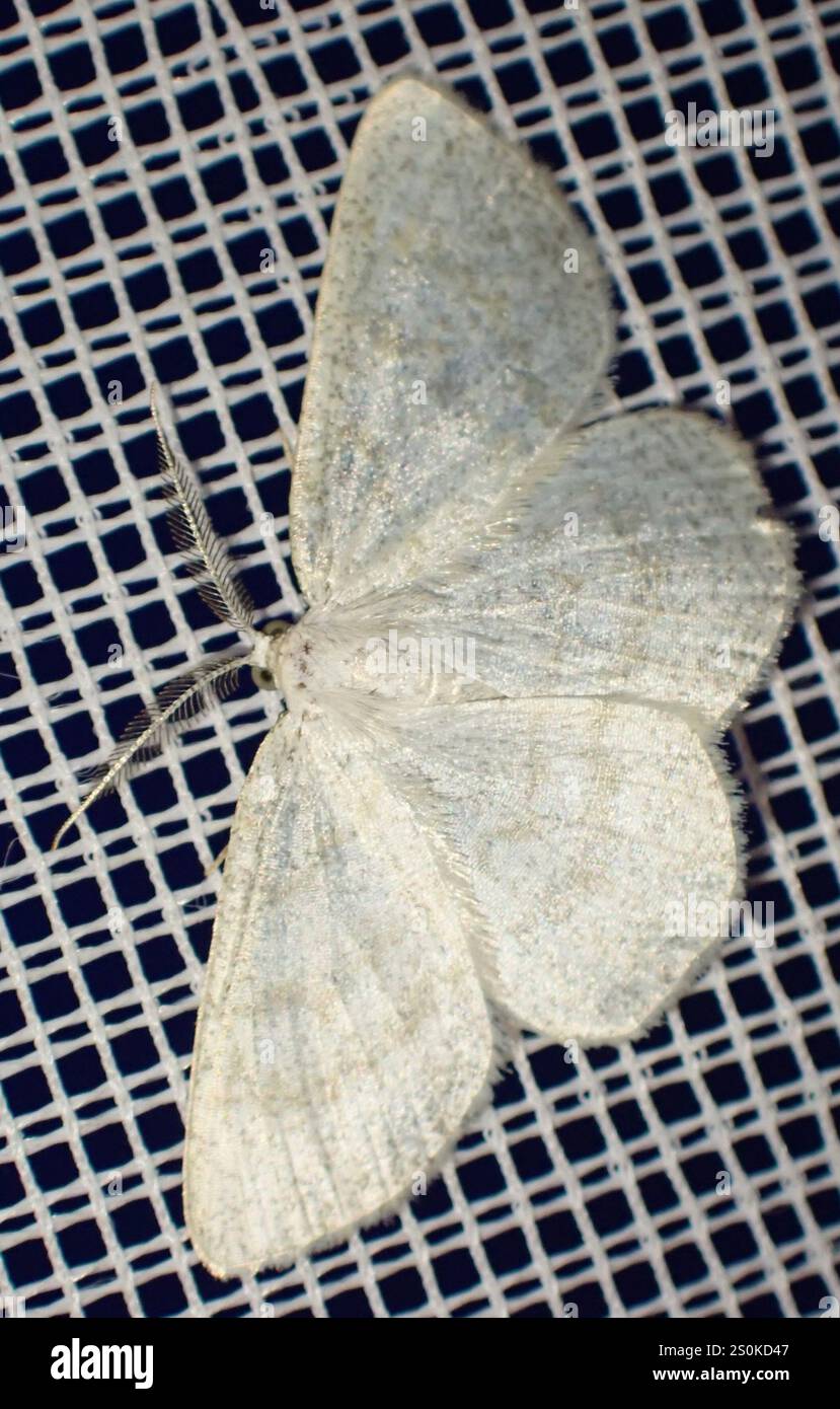 Northern Wave Moth (Cabera exanthemata Stock Photo - Alamy