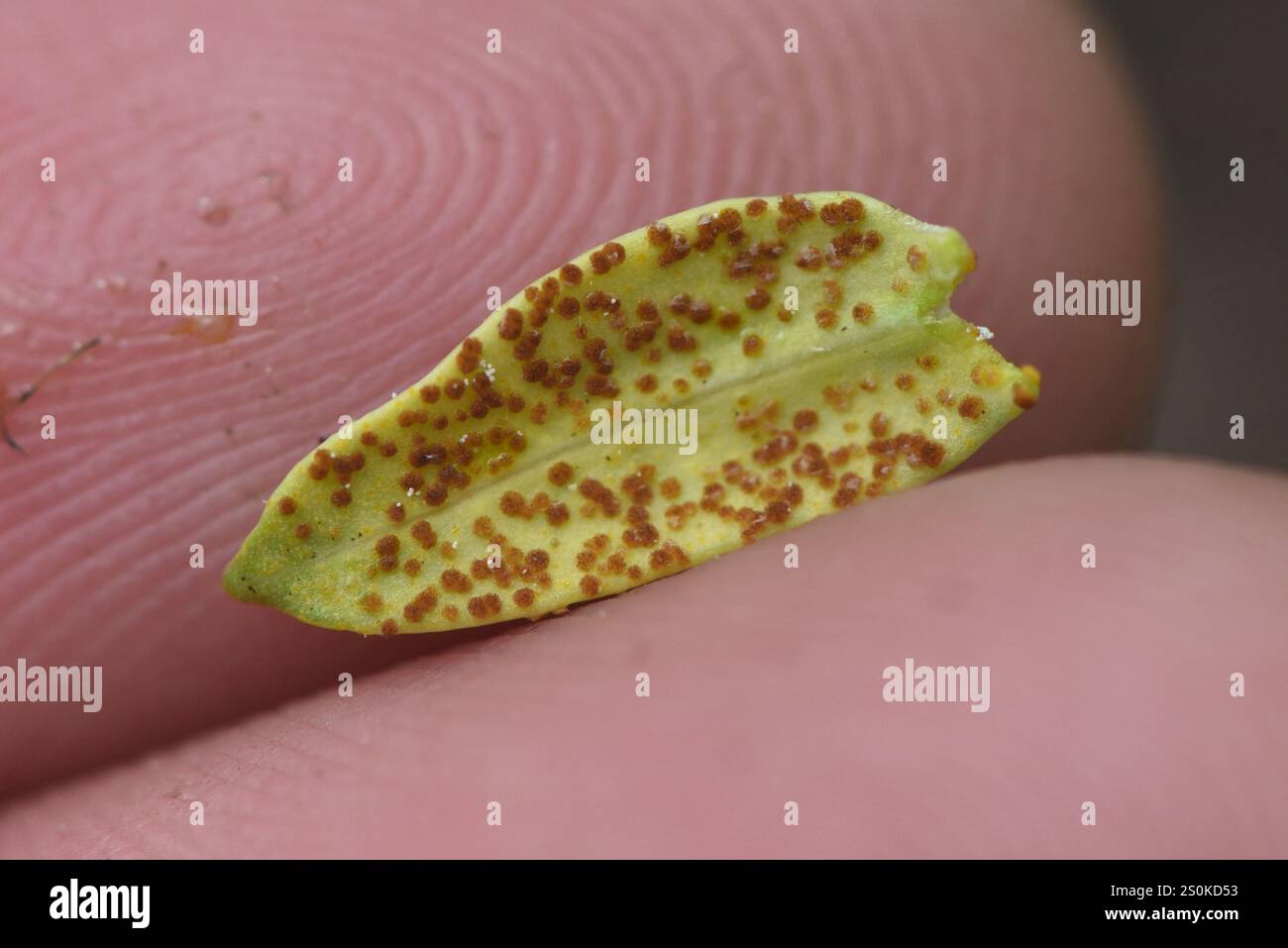 Mustard Flower Rust (Puccinia monoica Stock Photo - Alamy
