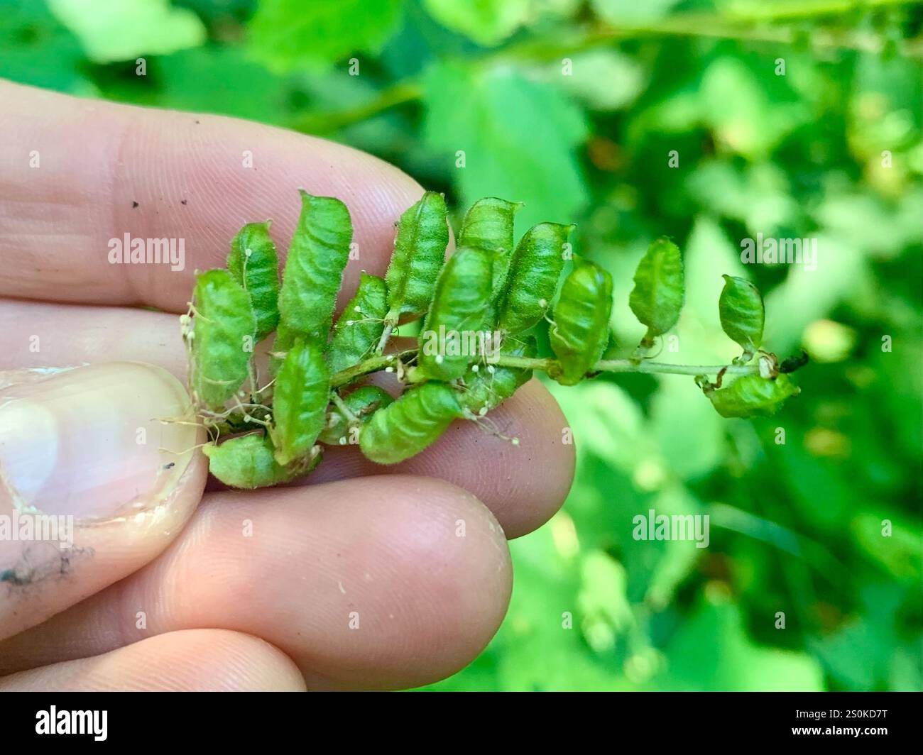 Tall Bugbane (Actaea elata Stock Photo - Alamy