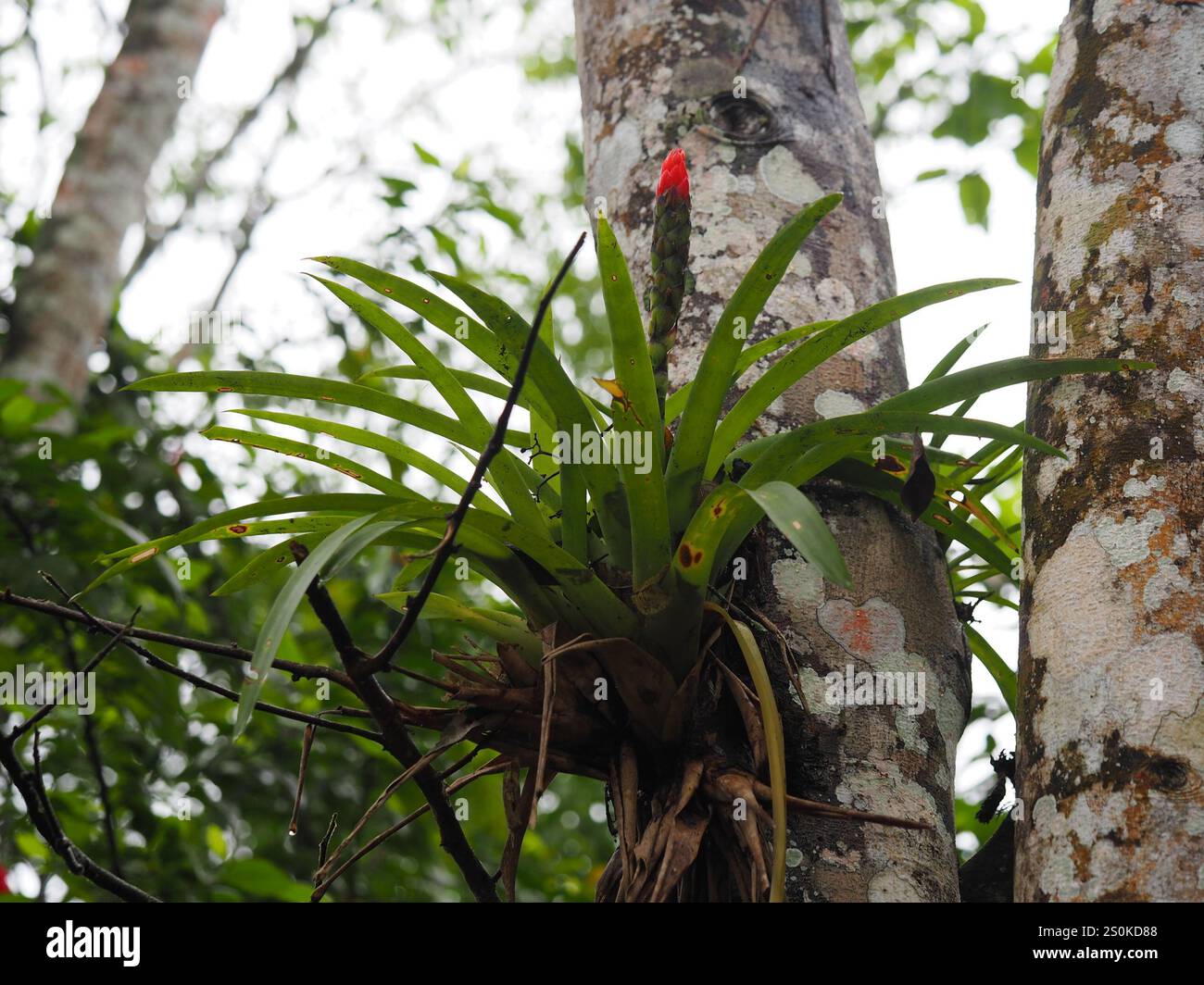 West Indian tufted airplant (Guzmania monostachia Stock Photo - Alamy