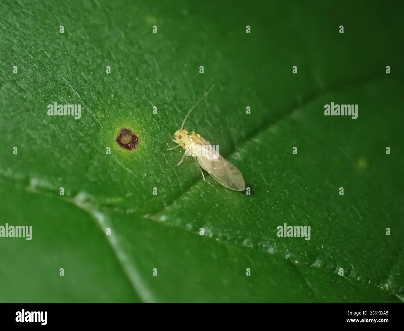 Barklice, Booklice, and Parasitic Lice (Psocodea Stock Photo - Alamy
