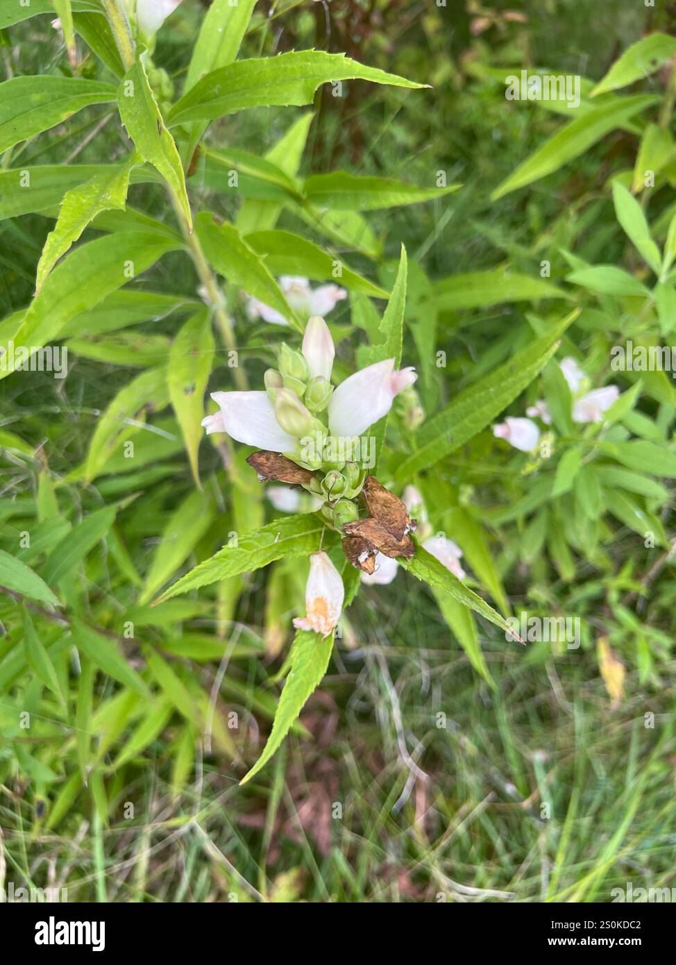 white turtlehead (Chelone glabra Stock Photo - Alamy