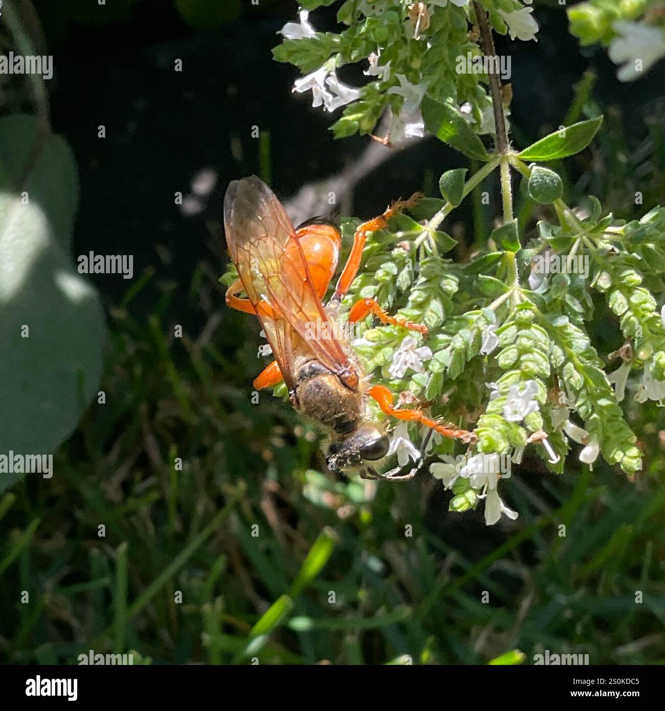 Great Golden Digger Wasp (Sphex ichneumoneus Stock Photo - Alamy
