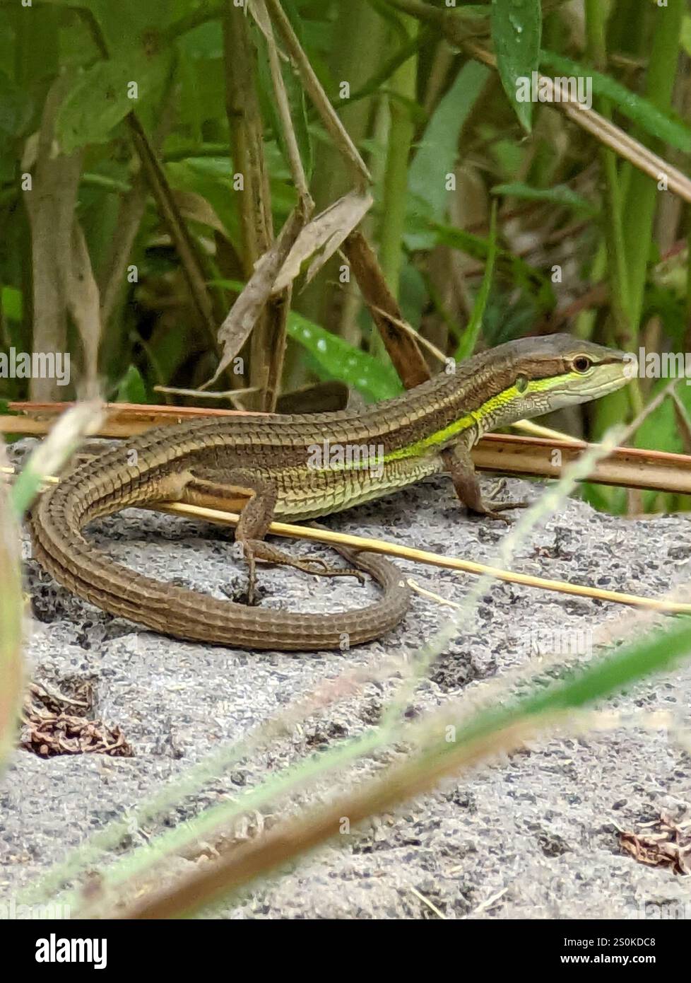 Grass Lizards (Takydromus Stock Photo - Alamy