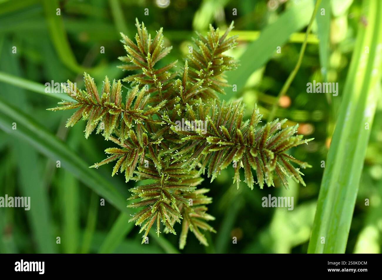 redroot flatsedge (Cyperus erythrorhizos Stock Photo - Alamy