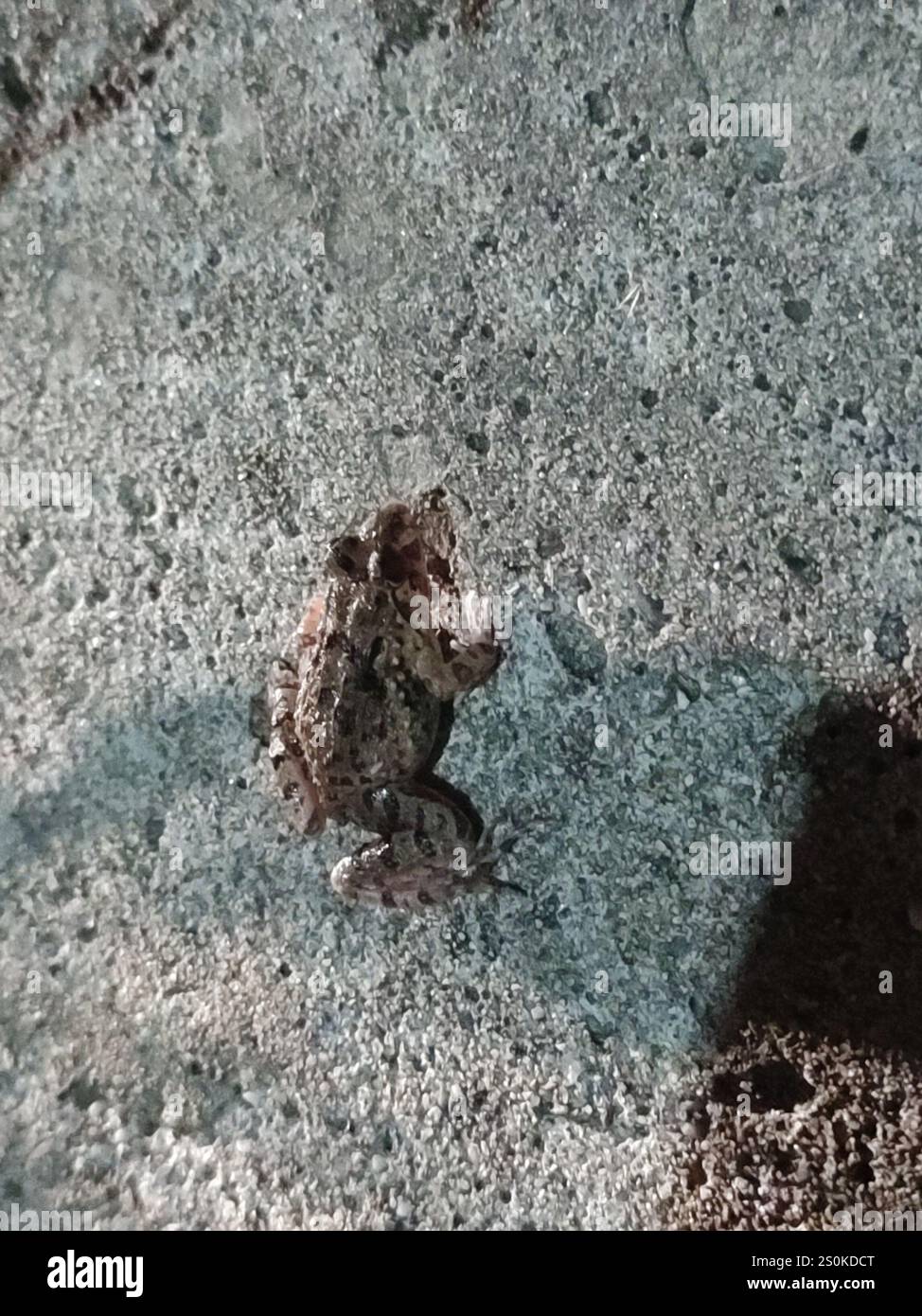 Paddy Field Frog (Fejervarya limnocharis Stock Photo - Alamy