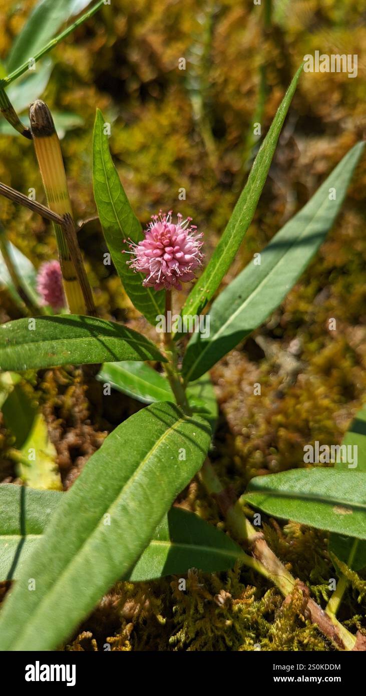 water smartweed (Persicaria amphibia Stock Photo - Alamy