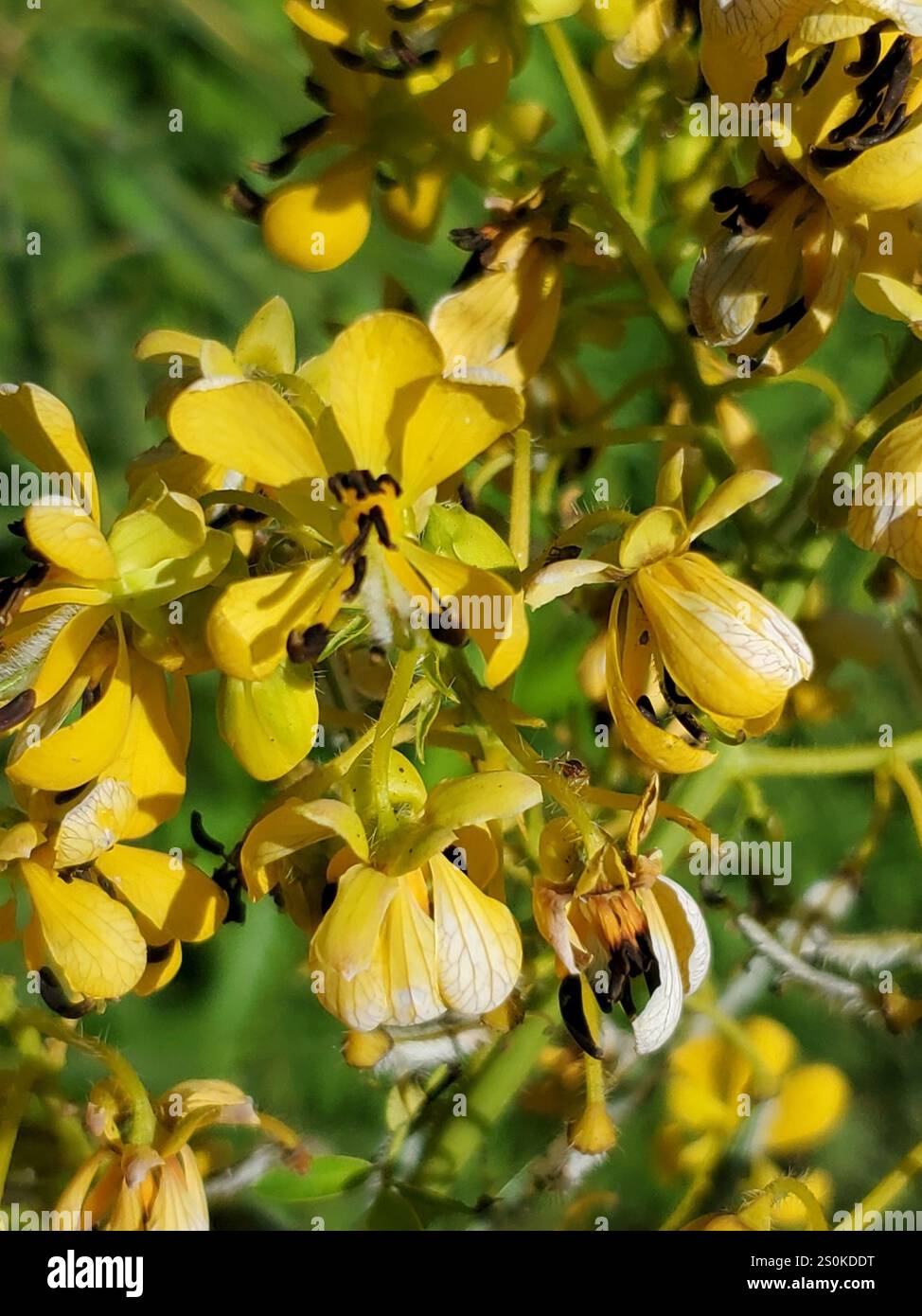 American senna (Senna hebecarpa Stock Photo - Alamy