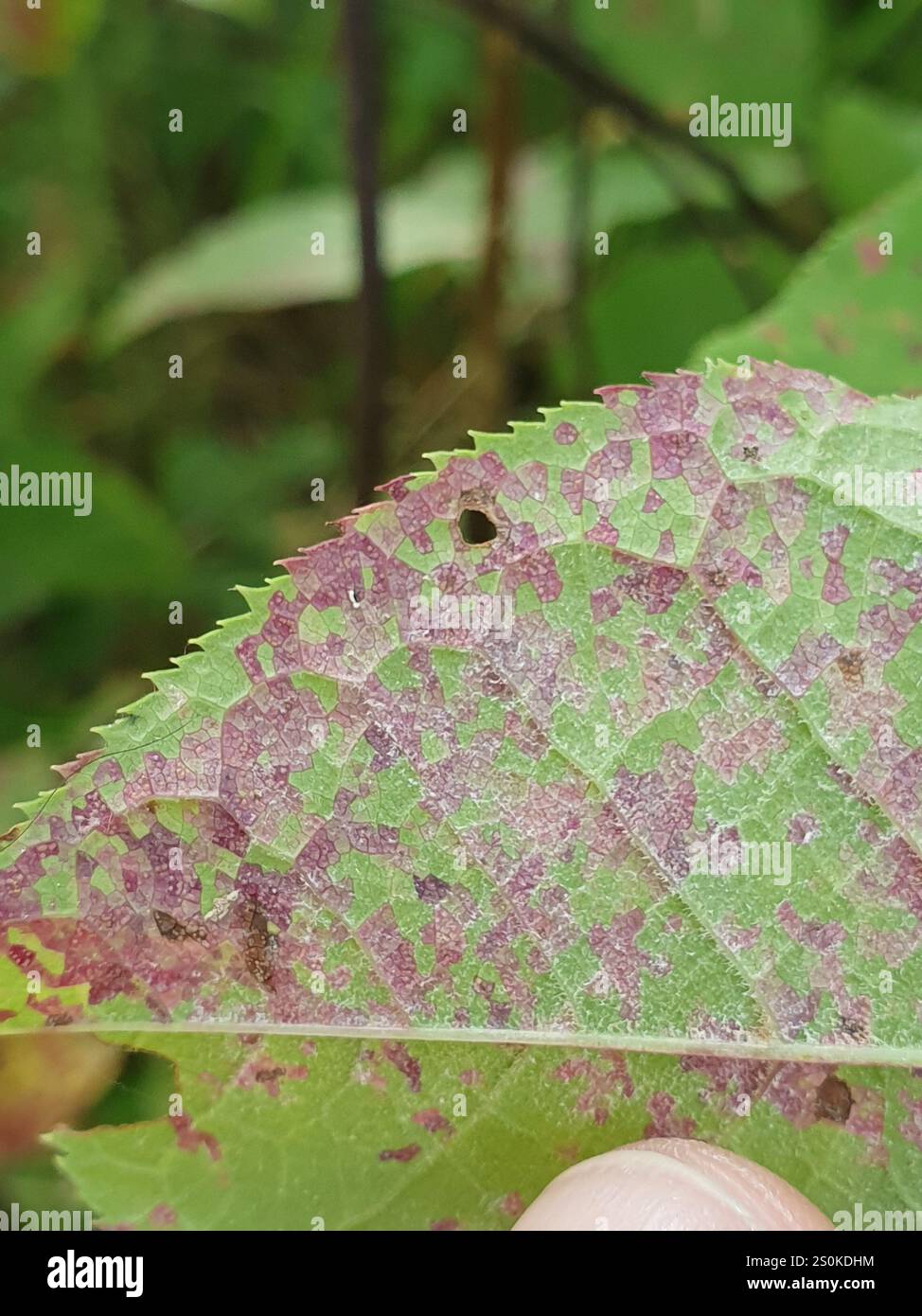 Cherry-Spruce Rust (Thekopsora areolata Stock Photo - Alamy