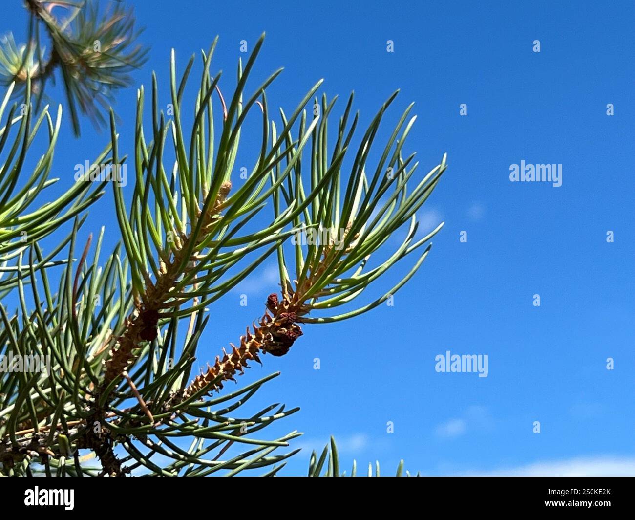 small cone pinyon pines (Cembroides Stock Photo - Alamy