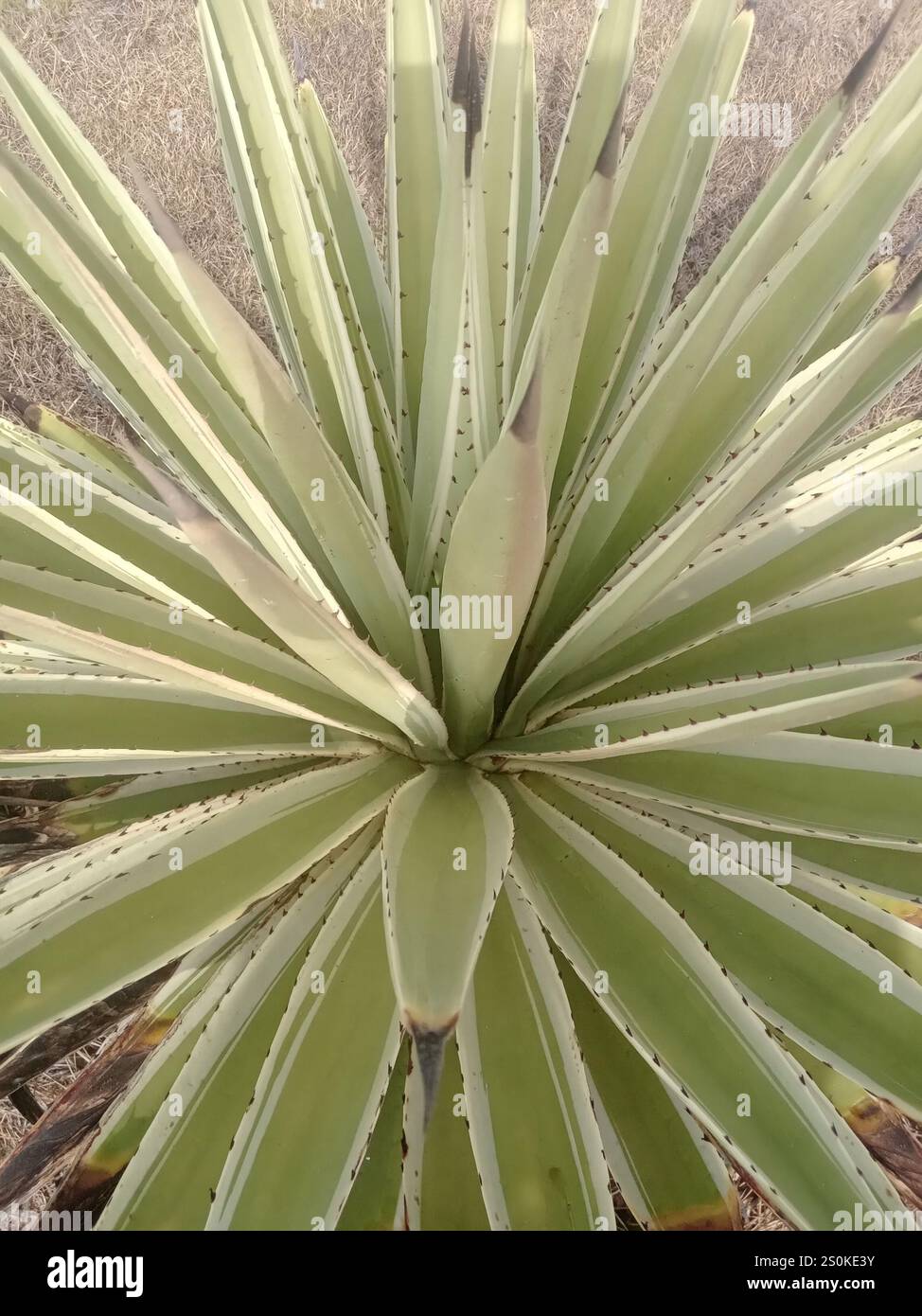 Caribbean Agave (Agave angustifolia Stock Photo - Alamy