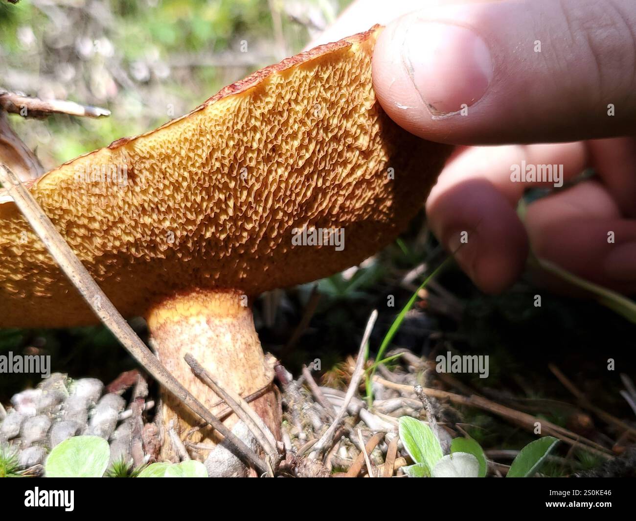 Western Painted Suillus (Suillus lakei Stock Photo - Alamy