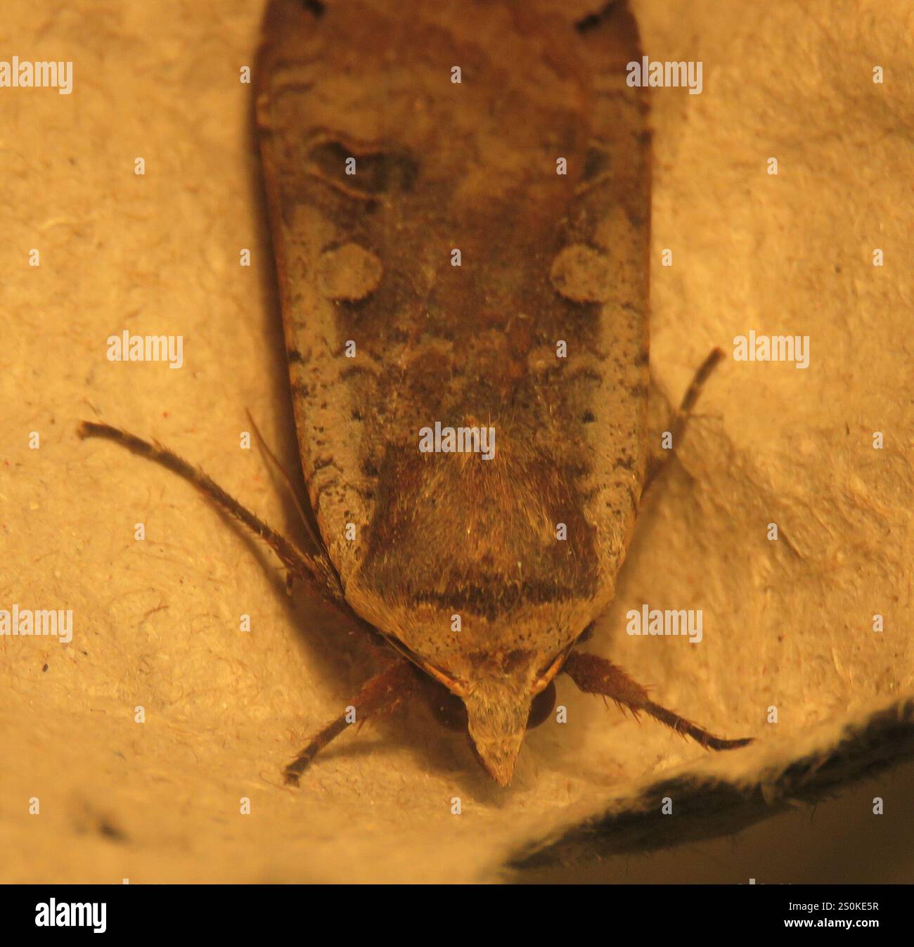 Yellow Underwings (Noctua Stock Photo - Alamy