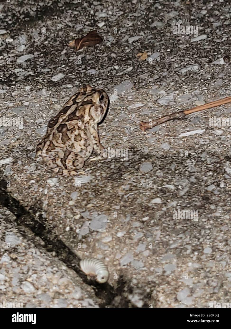 Southern Toad (Anaxyrus terrestris Stock Photo - Alamy